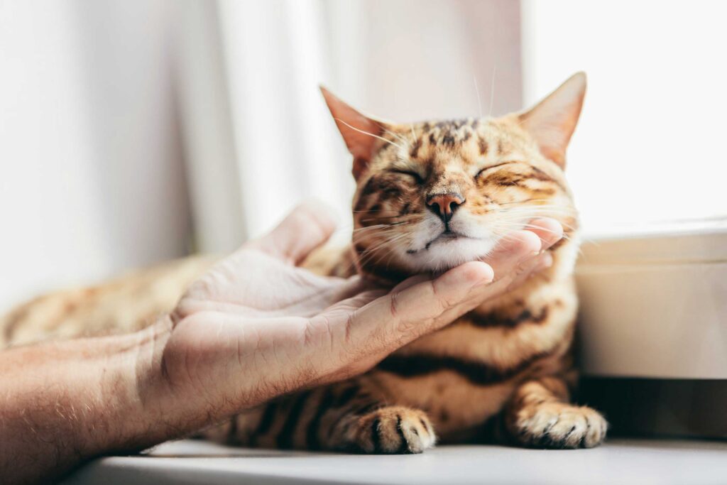 How To Know If Your Cat Is Happy Cat Travel Guide How To Know If Your Cat Is Happy Cat Travel Guide